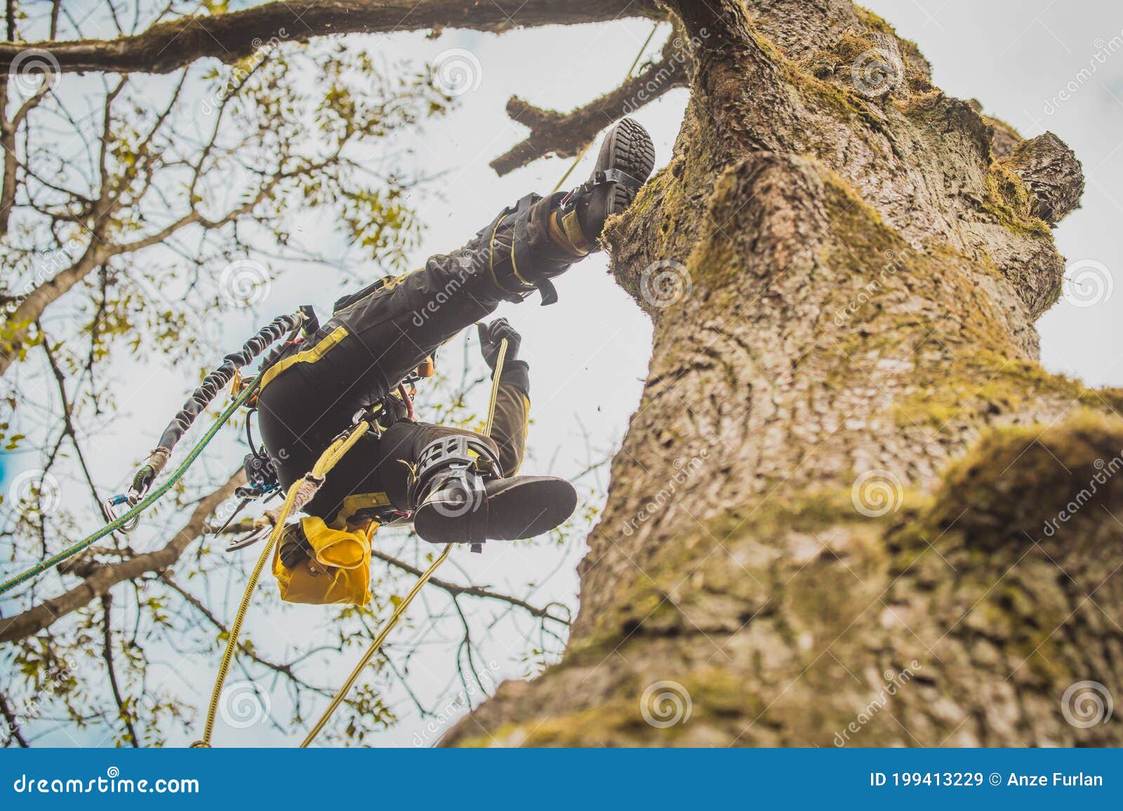 Lumberjack. Man With Saw Climb On The Tree. Concept Forest Destruction ...