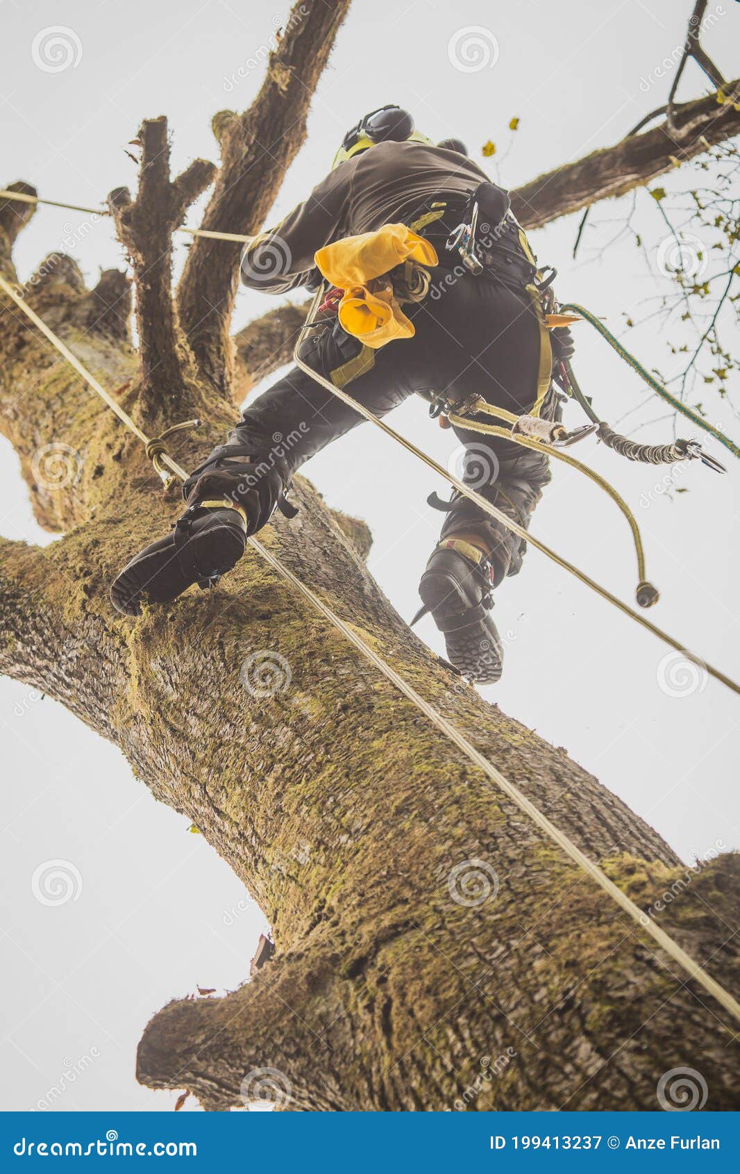 Arborist or Lumberjack Climbing Up on a Large Tree Using Different ...