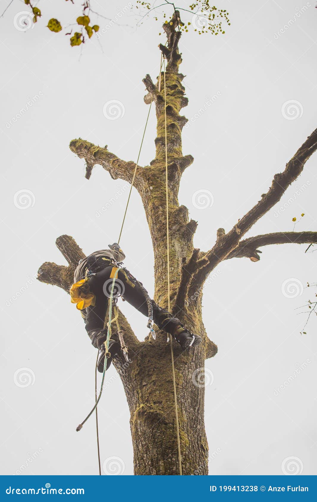 Arborist or Lumberjack Climbing Up on a Large Tree Using Different ...