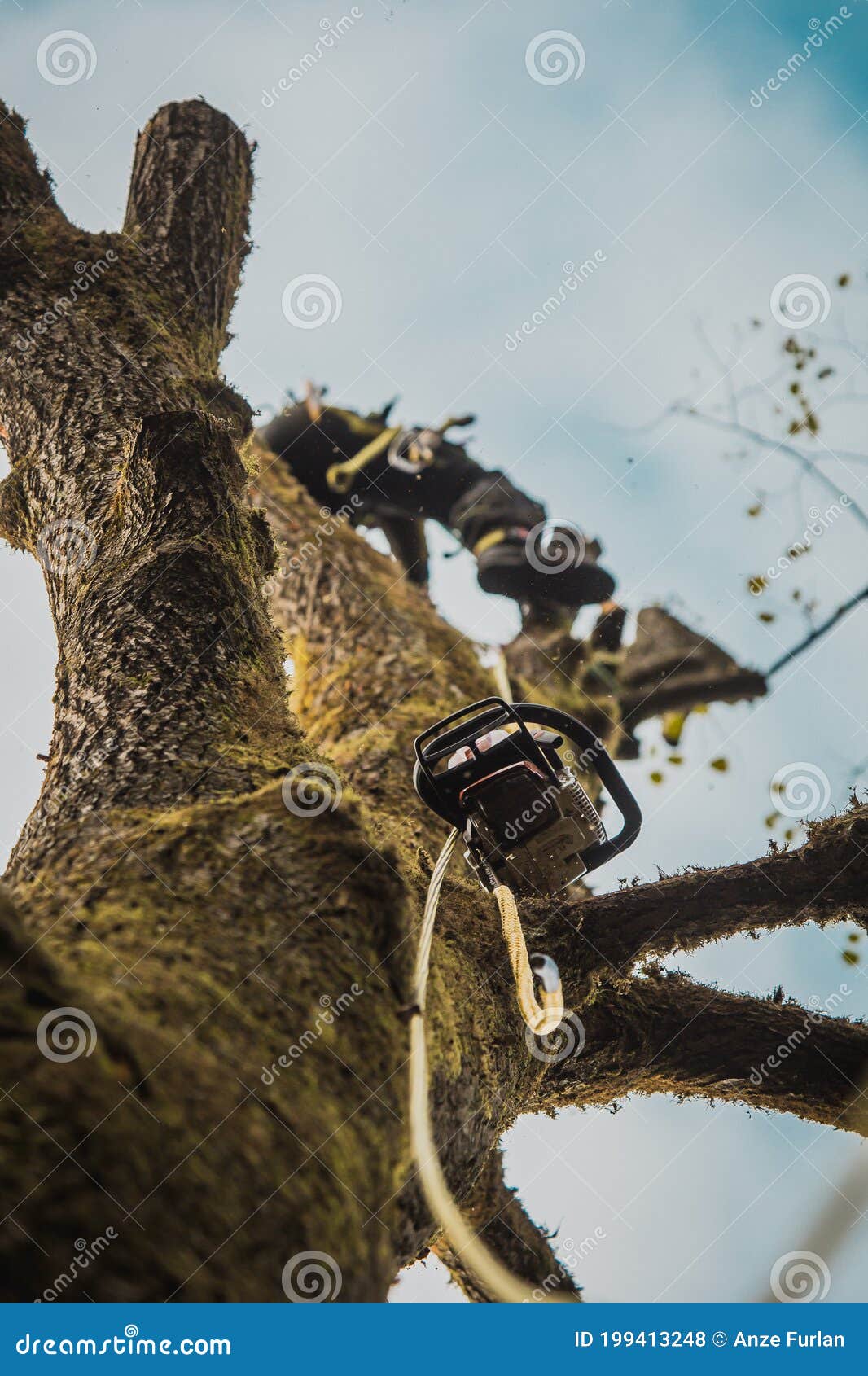 Arborist or Lumberjack Climbing Up on a Large Tree Using Different ...