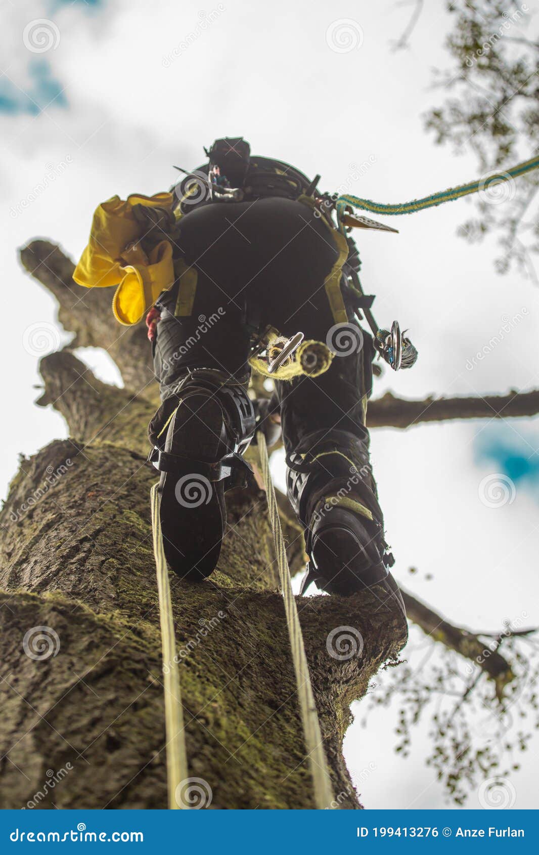 Arborist or Lumberjack Climbing Up on a Large Tree Using Different ...