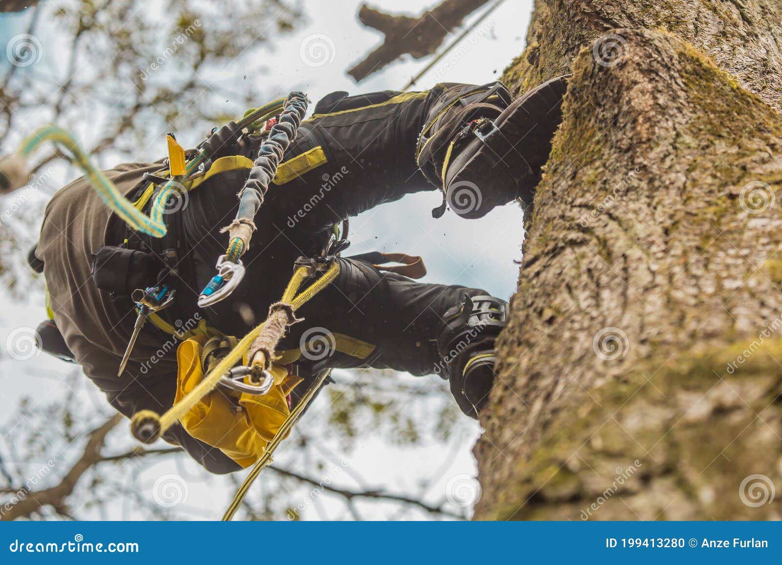 Arborist or Lumberjack Climbing Up on a Large Tree Using Different ...