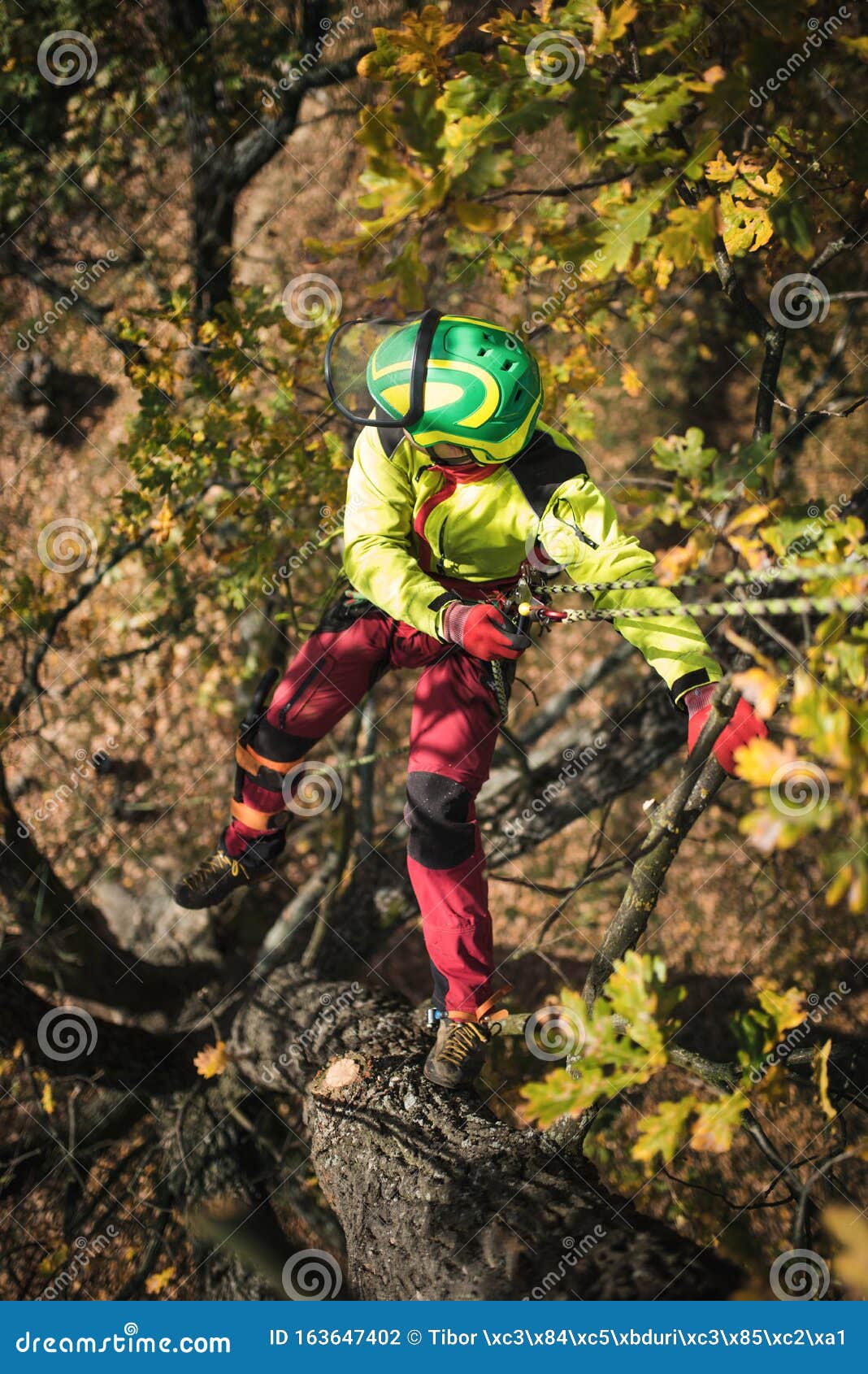 Arborist Man Cutting a Branches with Chainsaw and Throw on a Ground ...
