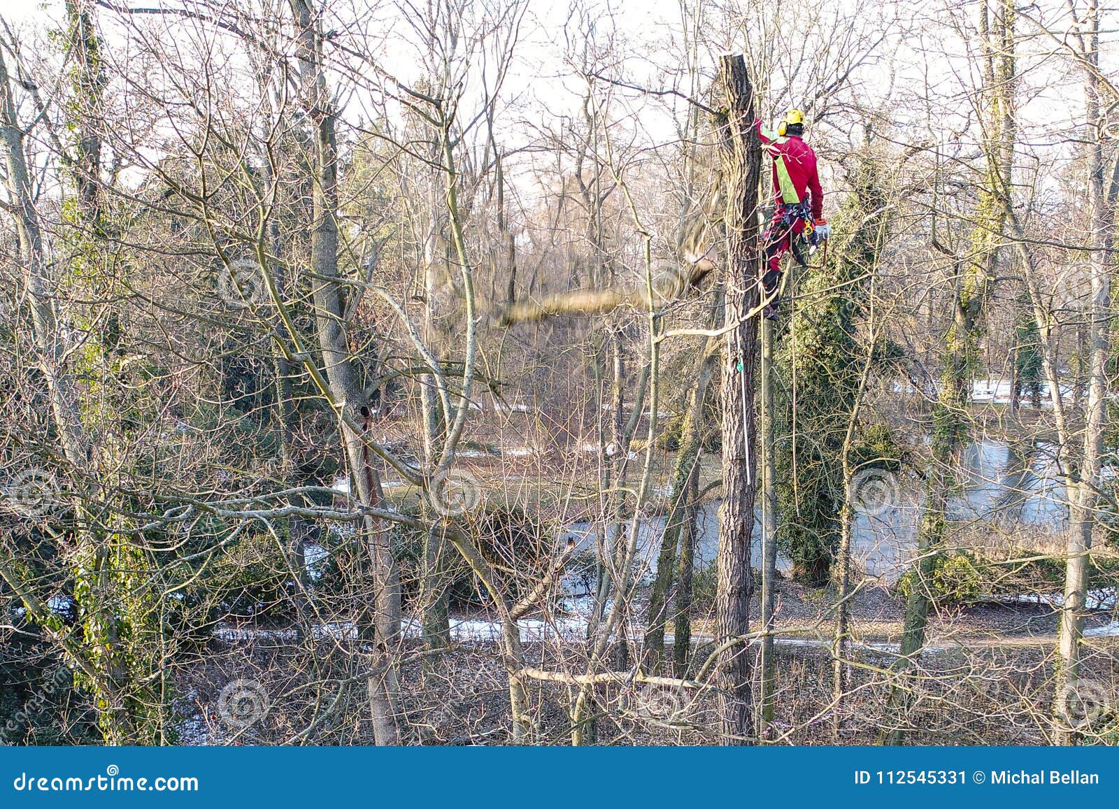 Arborist Man Cutting a Branches of Tree and Throw on a Ground. Tree and ...