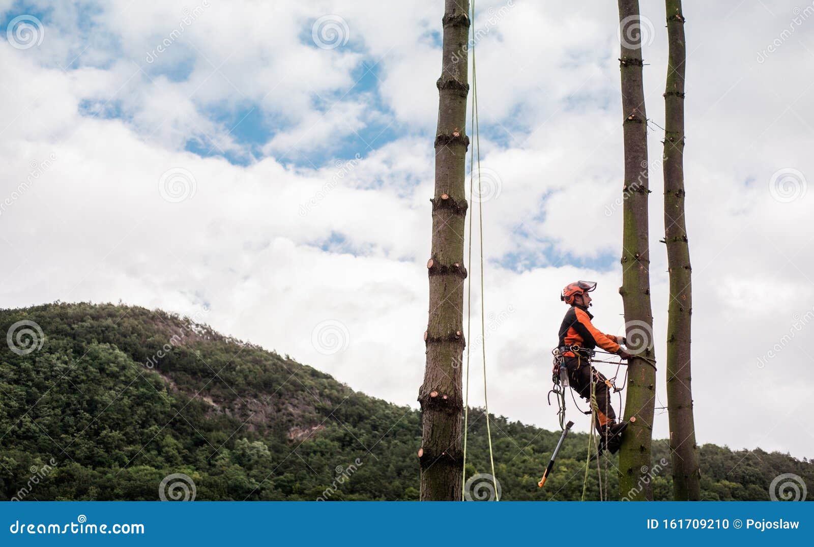Arborist Man with Harness Cutting a Tree, Climbing. Stock Photo - Image ...