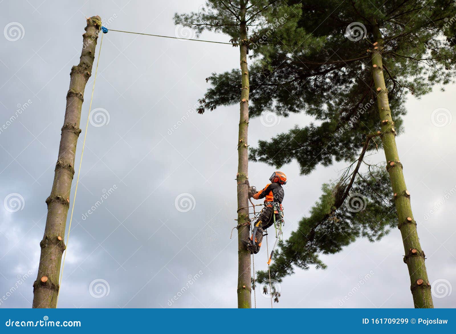 Arborist Man with Harness Cutting a Tree, Climbing. Stock Image - Image ...