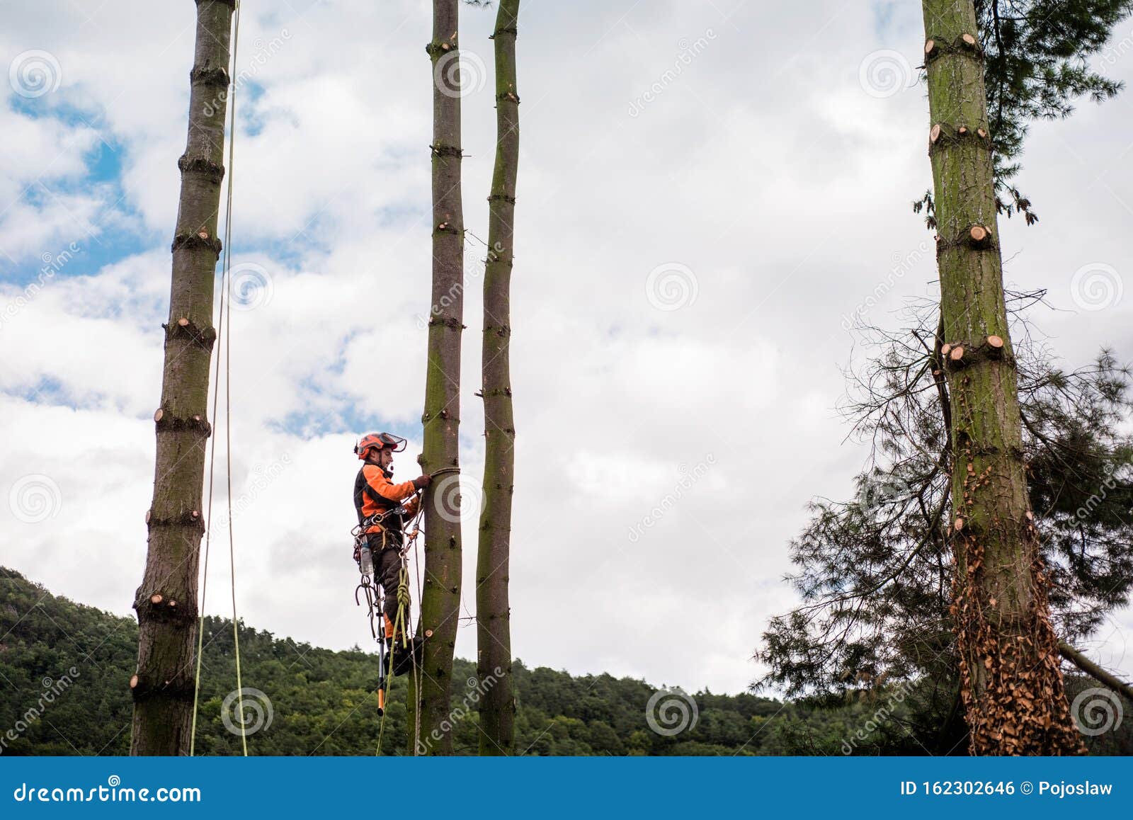 Arborist Man with Harness Cutting a Tree, Climbing. Stock Photo - Image ...