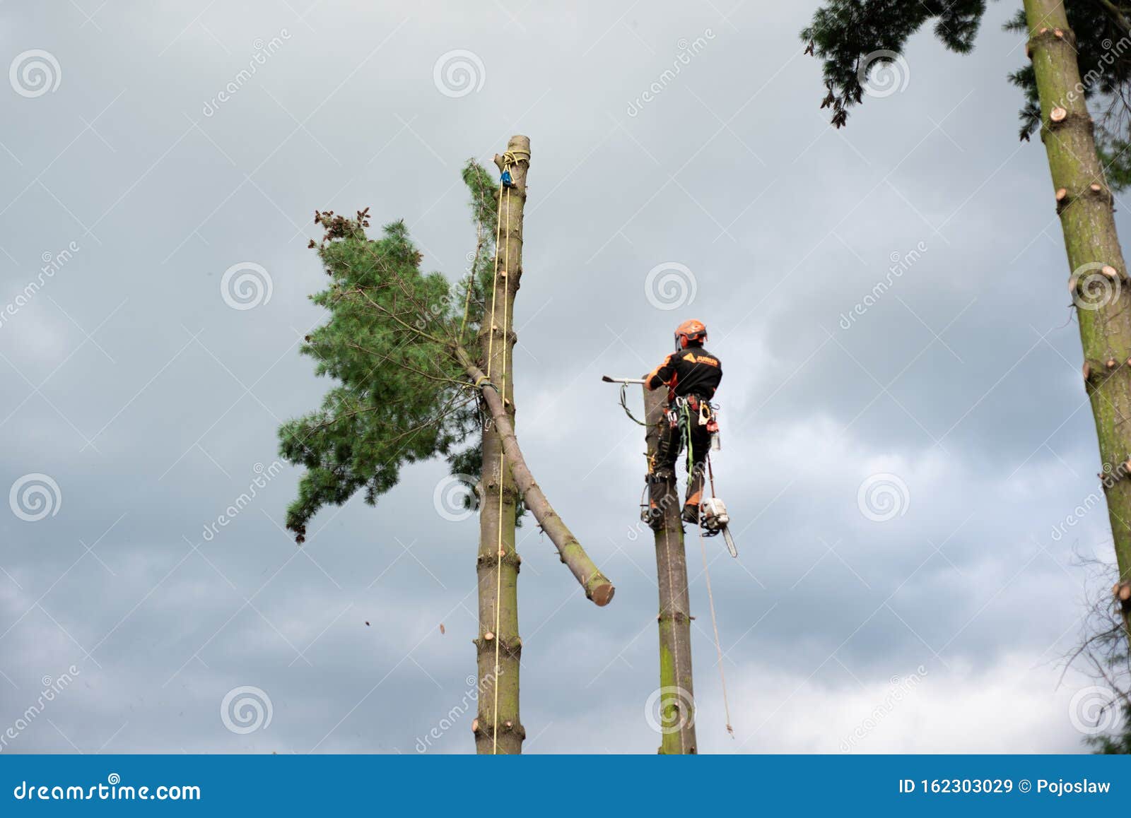 Arborist Man with Harness Cutting a Tree, Climbing. Stock Image - Image ...