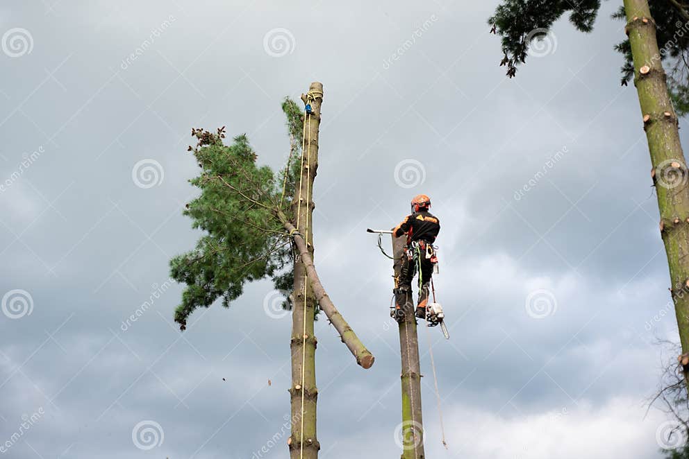 Arborist Man with Harness Cutting a Tree, Climbing. Stock Image - Image ...