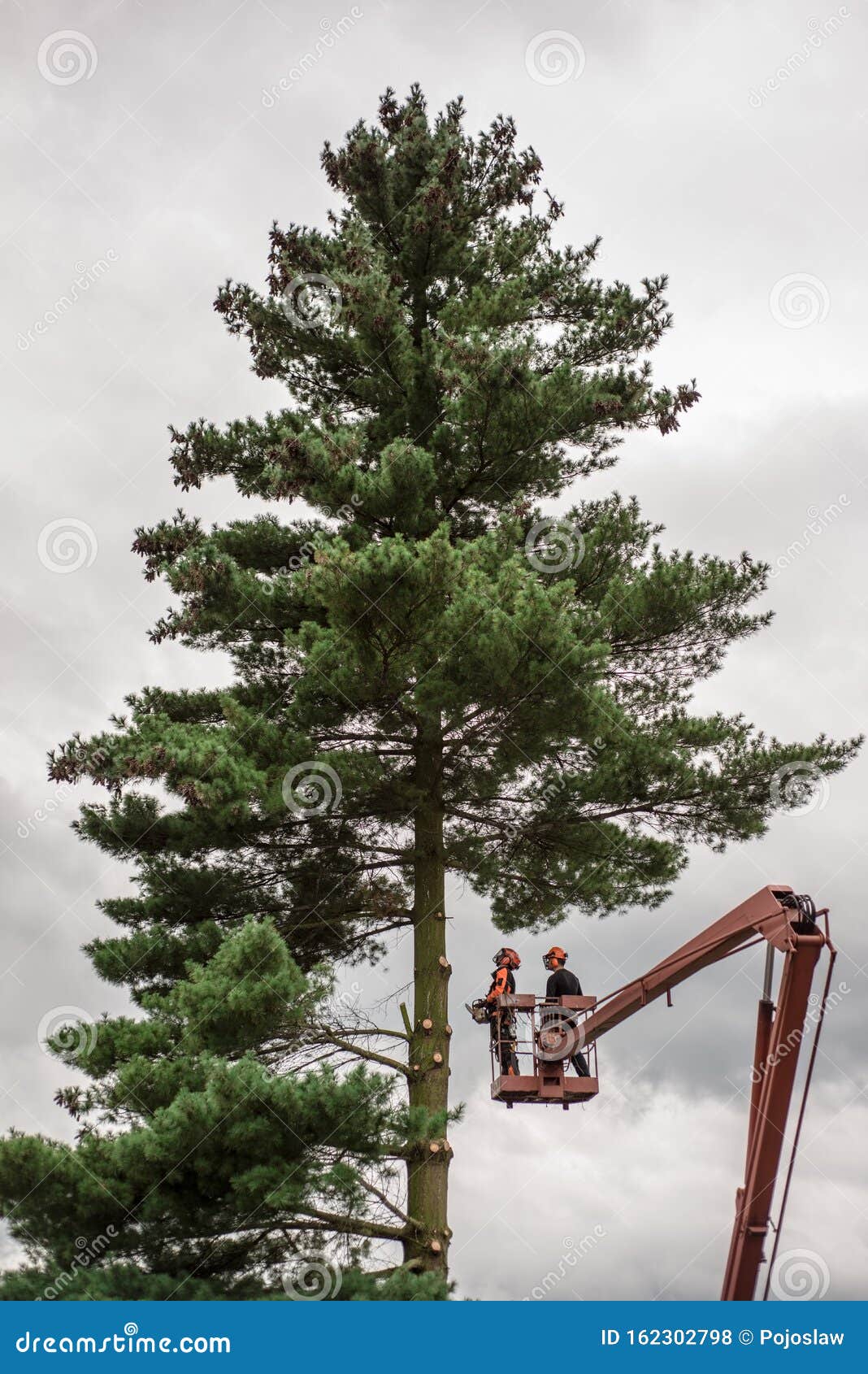 Arborist Men with Chainsaw and Lifting Platform Cutting a Tree. Stock ...
