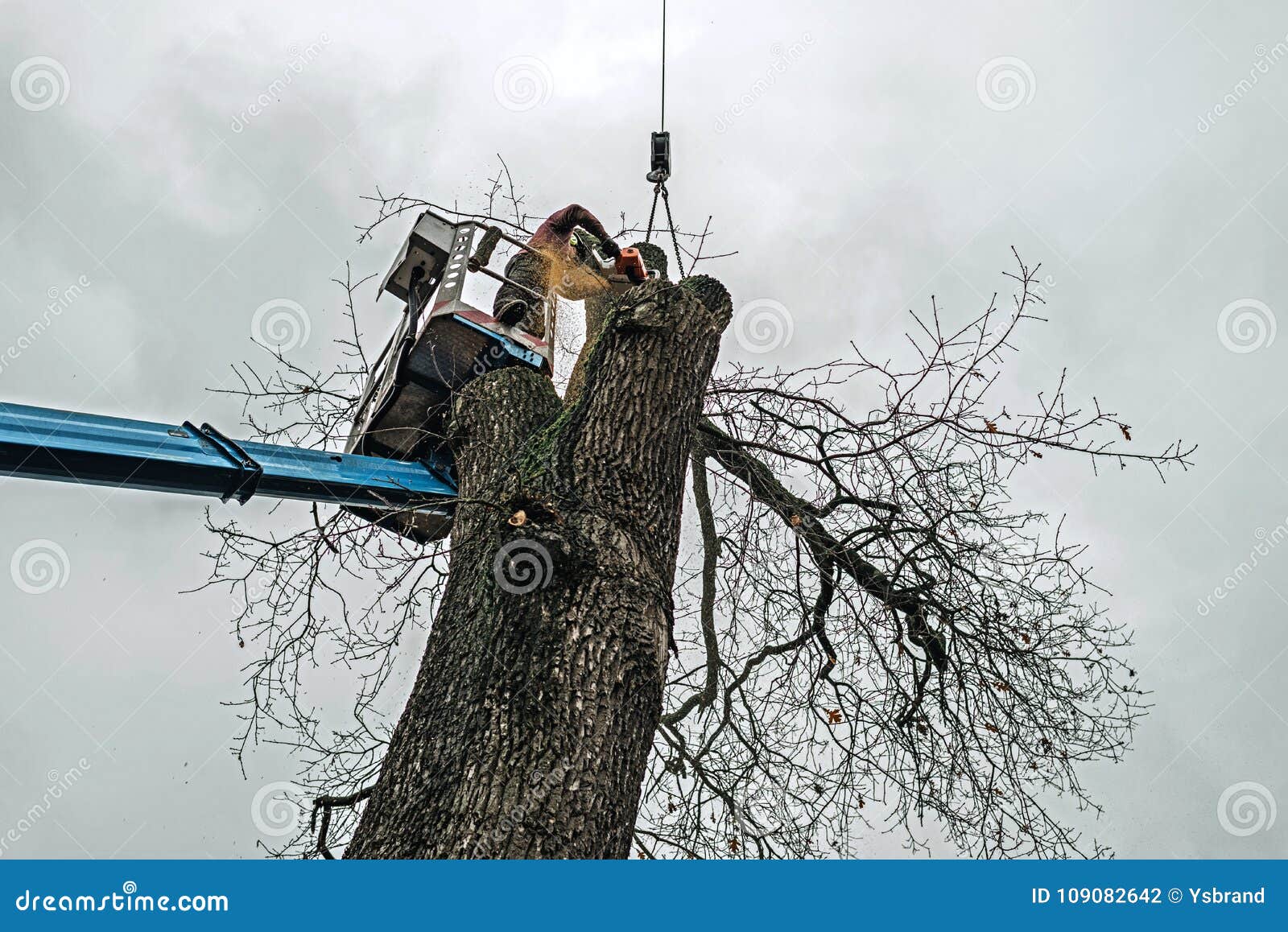 Arborist in Platform Cutting Old Oak with Chainsaw. Stock Photo - Image ...