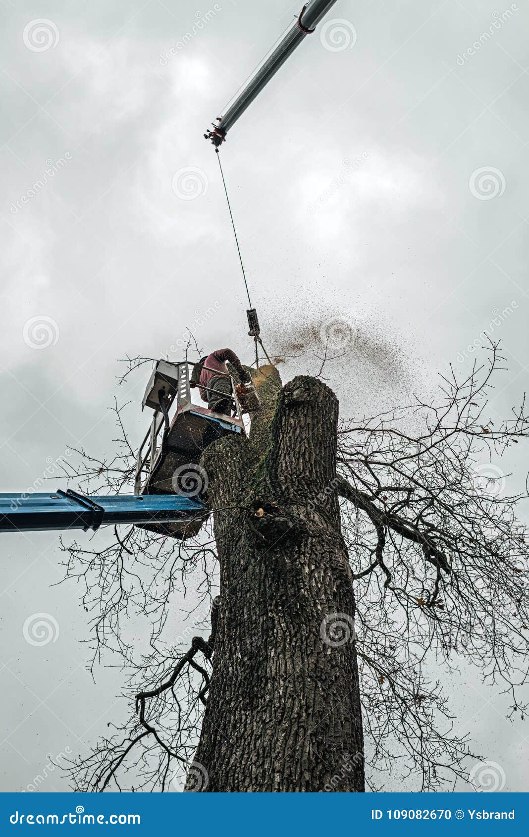 Arborist in Platform Cutting Old Oak with Chainsaw. Stock Photo - Image ...