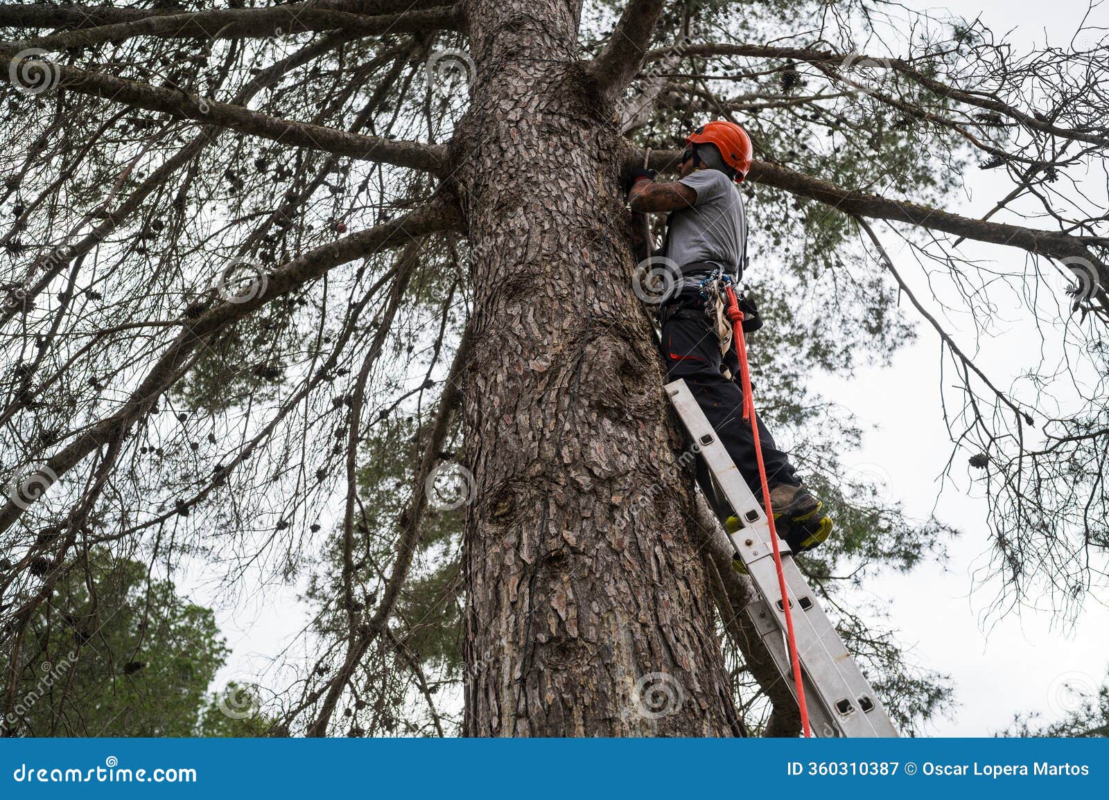 Arborist Pruning a Tree Using a Ladder and Wearing Safety Equipment ...