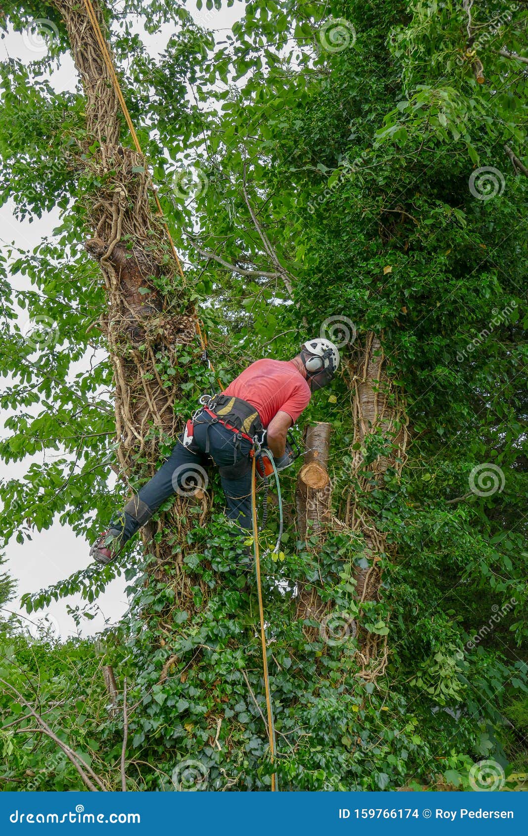 Arborist Roped Up a Tall Tree Stock Photo - Image of male, nature ...