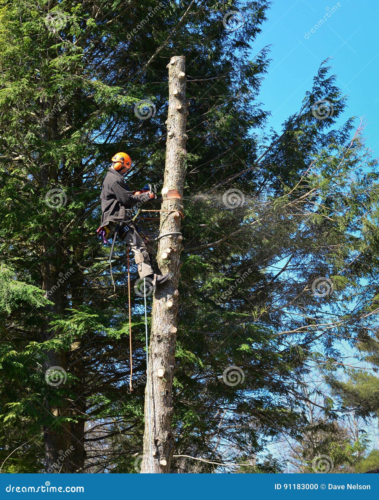 Arborist sawing tree stock photo. Image of danger, trunk - 91183000
