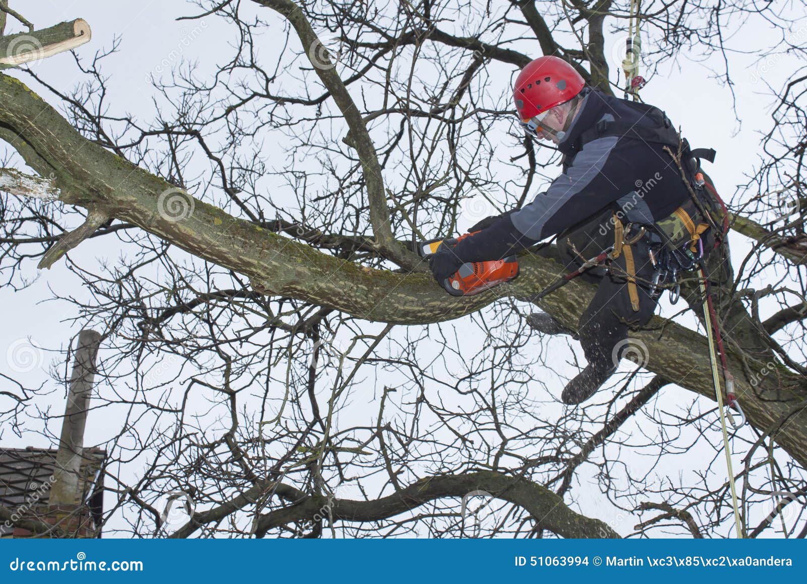 Arborist Sawing Wood Chainsaw at the Height Stock Photo - Image of ...