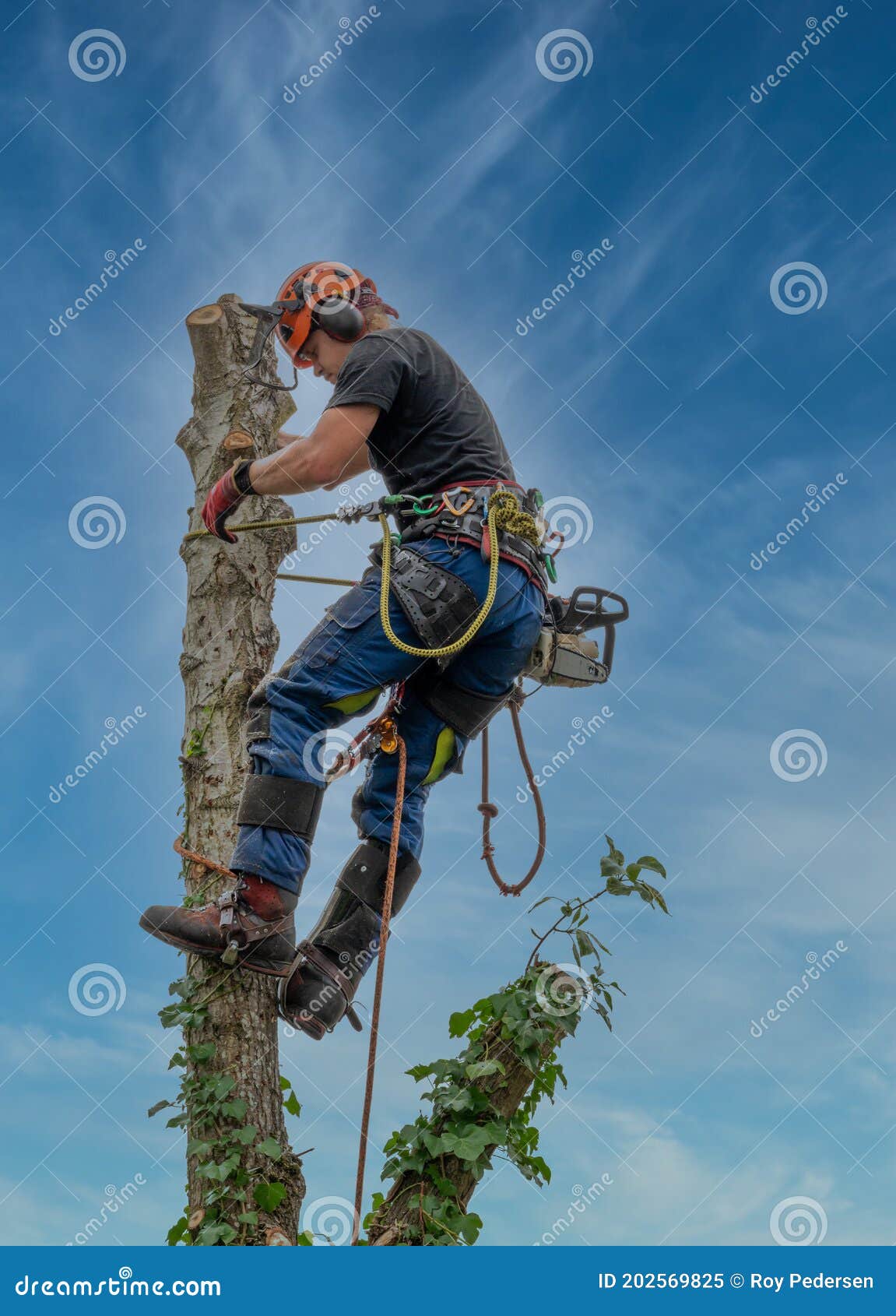 Arborist at the Top of a Tree Stock Image - Image of environment ...