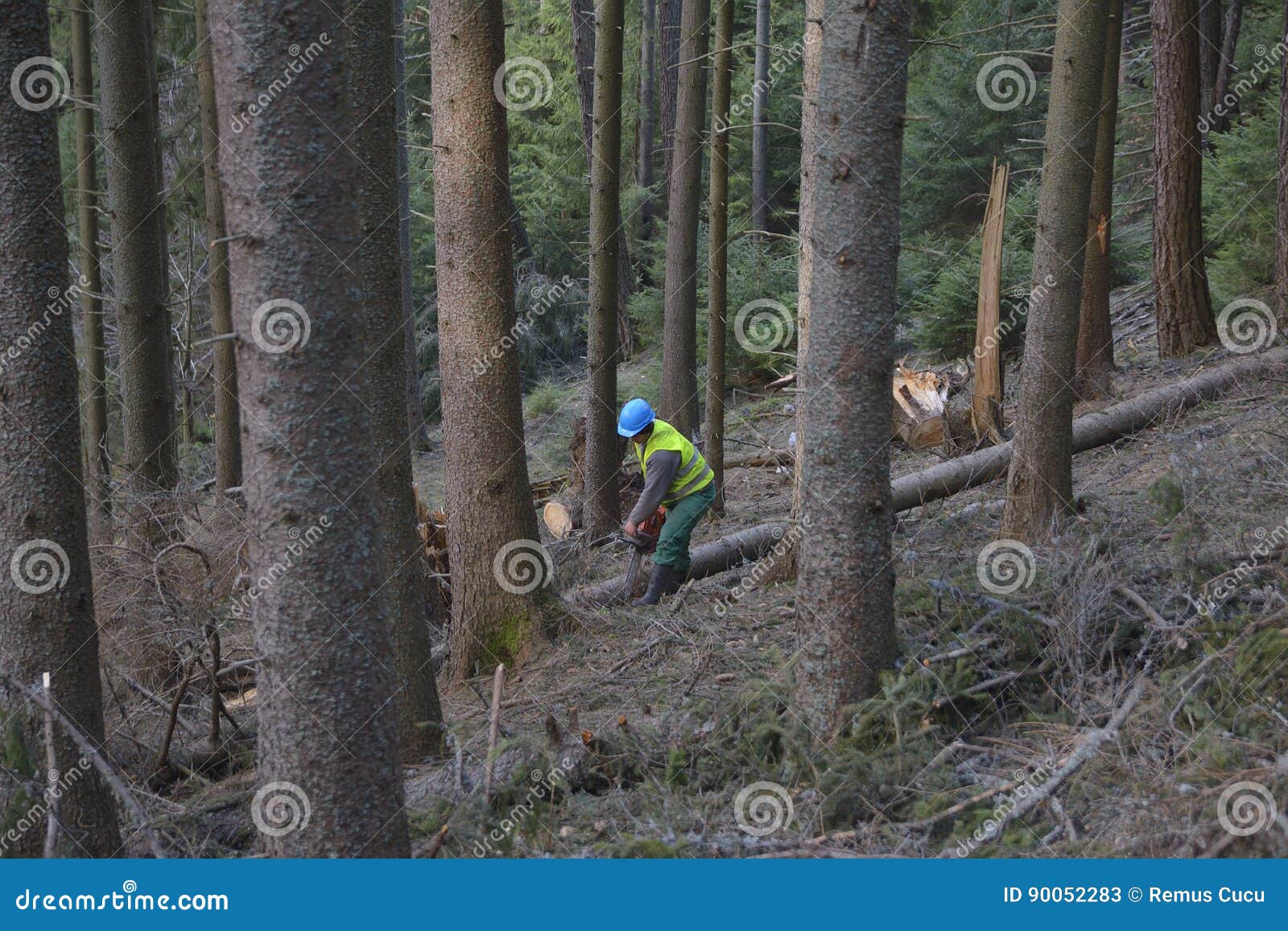 Arborist Tree Surgeon Wearing Protective Hard Hat Helmett Using Stock ...