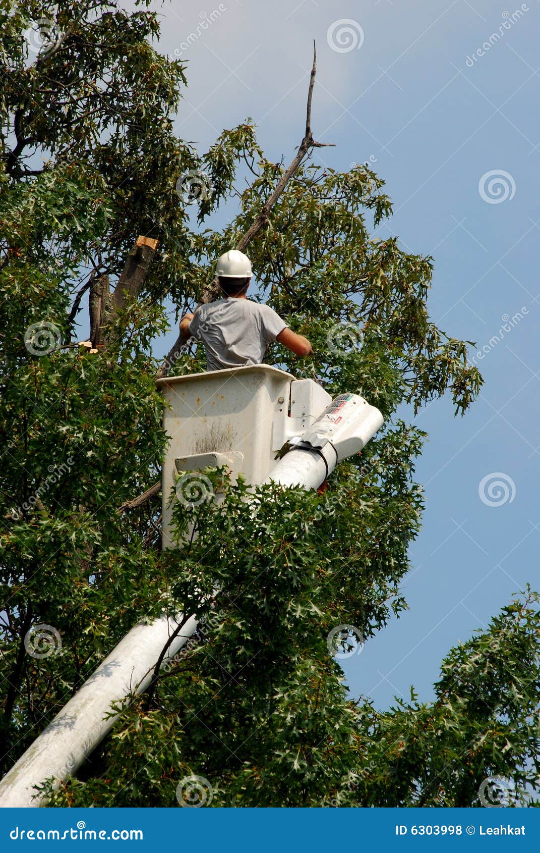 Arborist Trimming Tree stock photo. Image of climb, chain - 6303998