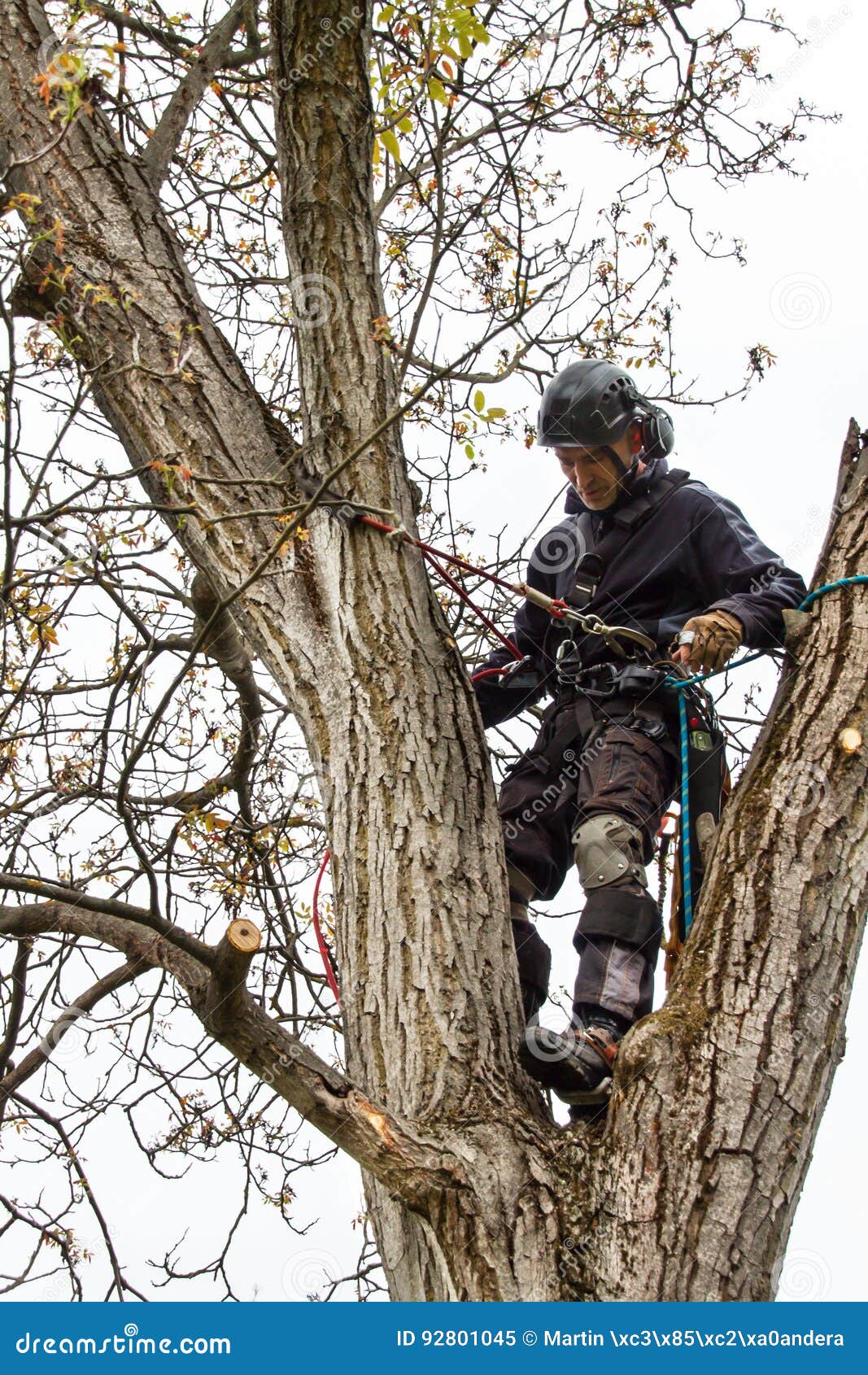 Arborist Using a Chainsaw To Cut a Walnut Tree. Lumberjack with Saw and ...