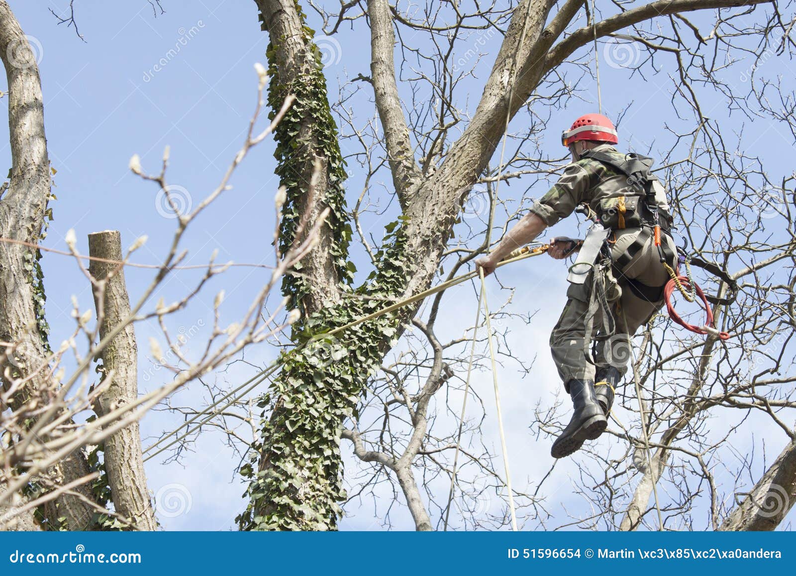 2,236 Walnut Tree Cut Stock Photos - Free & Royalty-Free Stock Photos ...