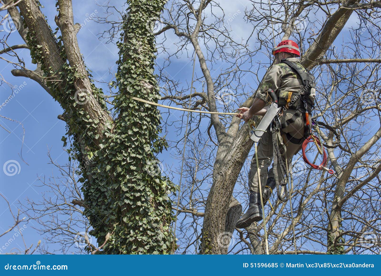 An Arborist Using a Chainsaw To Cut a Walnut Tree Stock Image - Image ...