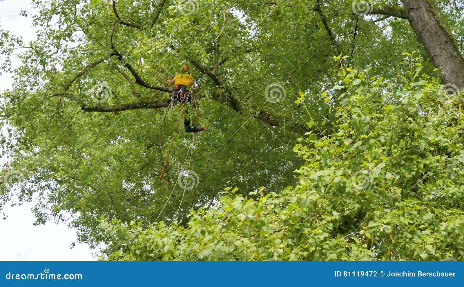 An Arborist Using a Chainsaw To Cut a Walnut Tree, Tree Pruning Stock ...
