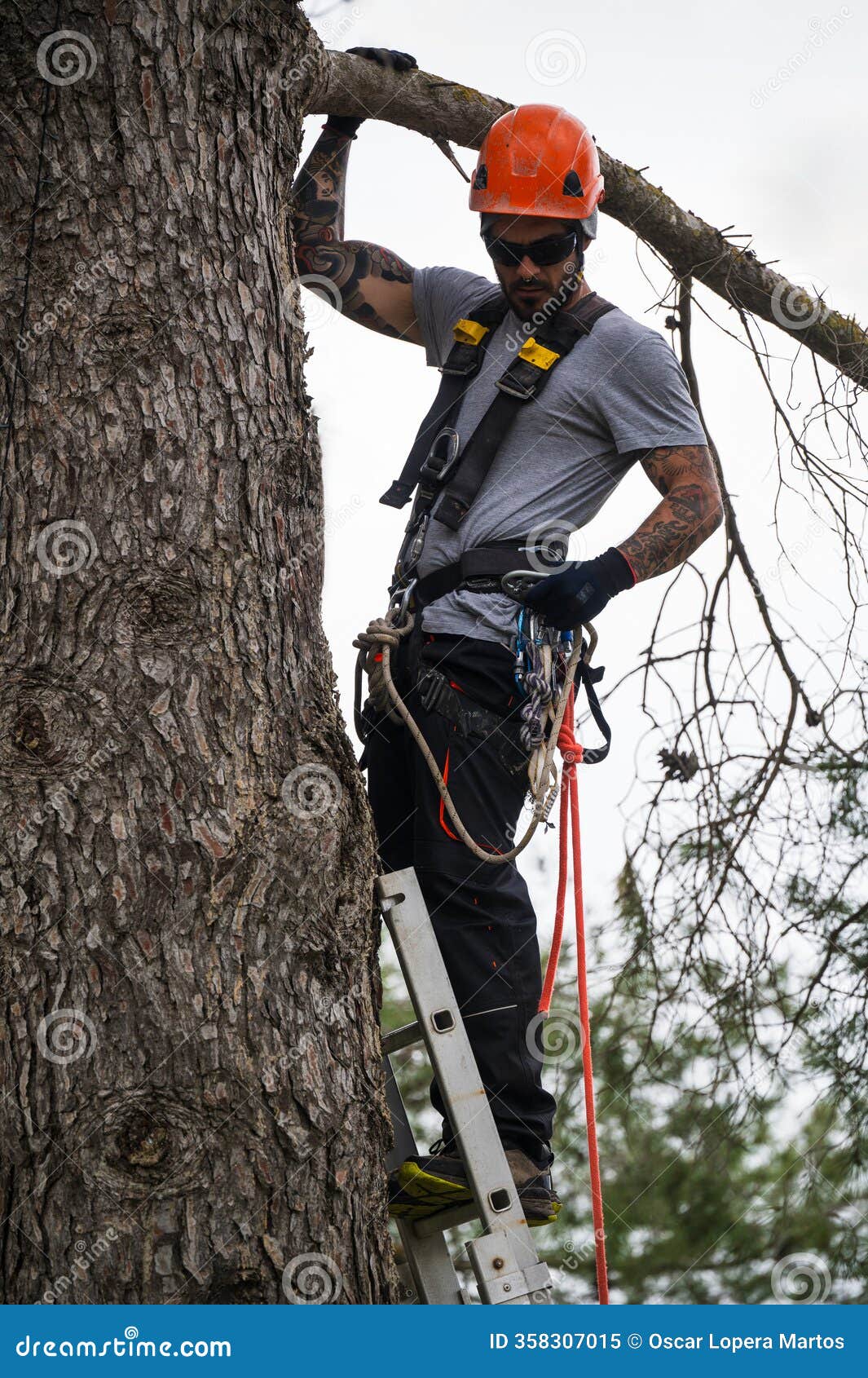 Tree Surgeon Pruning Branches with Rope Access Techniques and Ladder ...