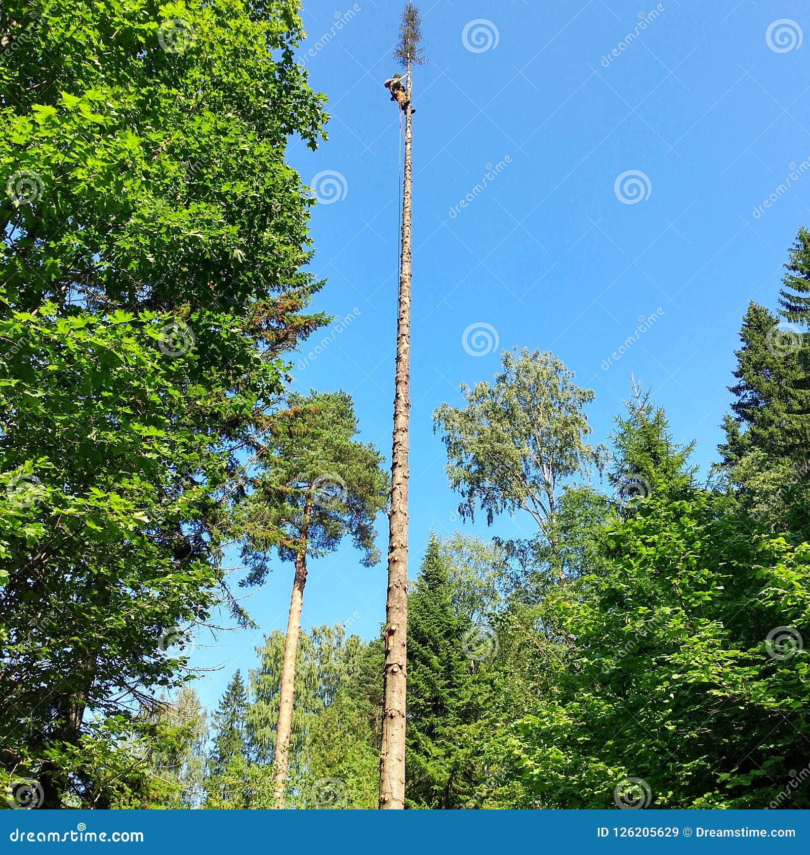 Arborist work stock image. Image of tree, trimming, arborist - 126205629
