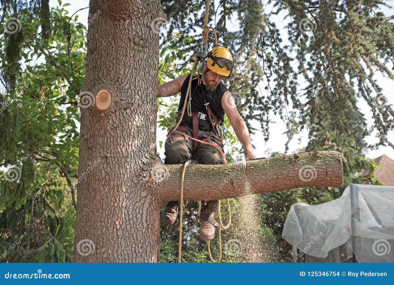 Arborist at work. stock photo. Image of helmet, felling - 125346754