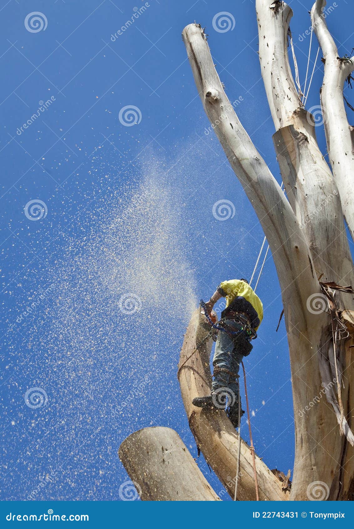 Arborist at Work Felling Large Tree Stock Image - Image of climbing ...