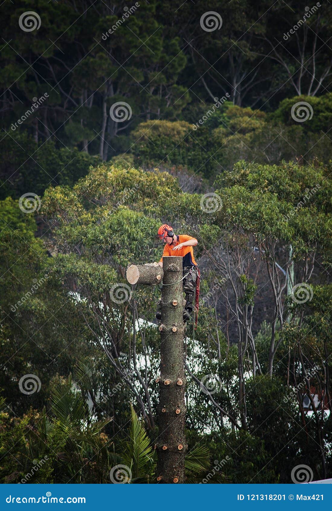 Arborist at Work Felling a Pine Tree Editorial Photo - Image of pine ...