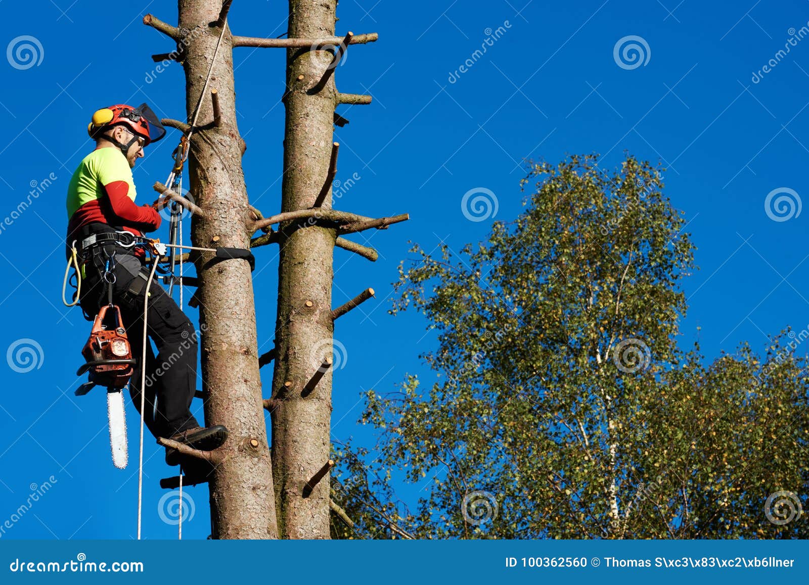 Arborist at work stock photo. Image of professional - 100362560