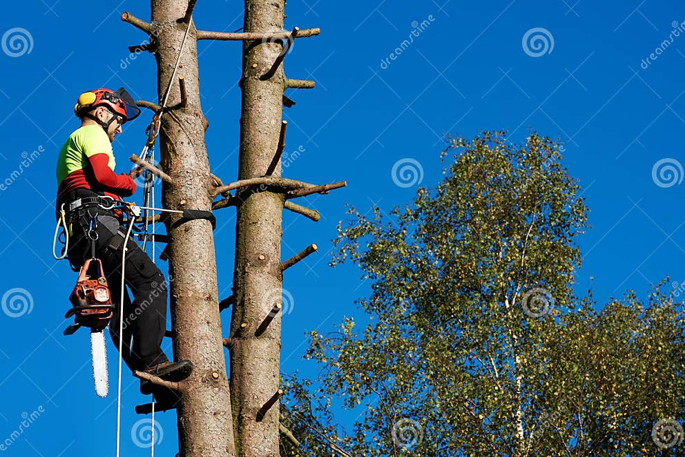 Arborist at work stock photo. Image of professional - 100362560