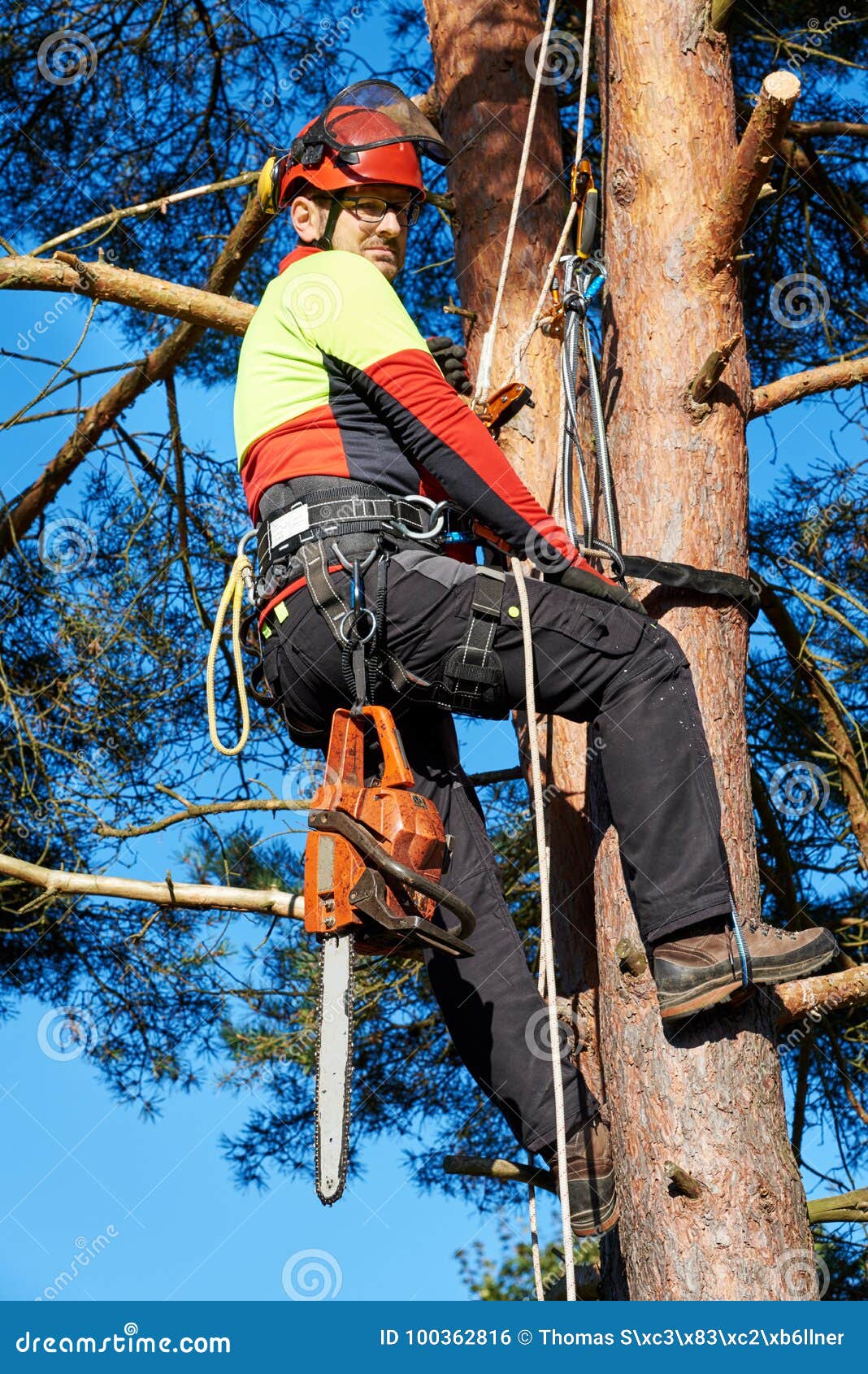 Arborist at work stock photo. Image of professional - 100362816