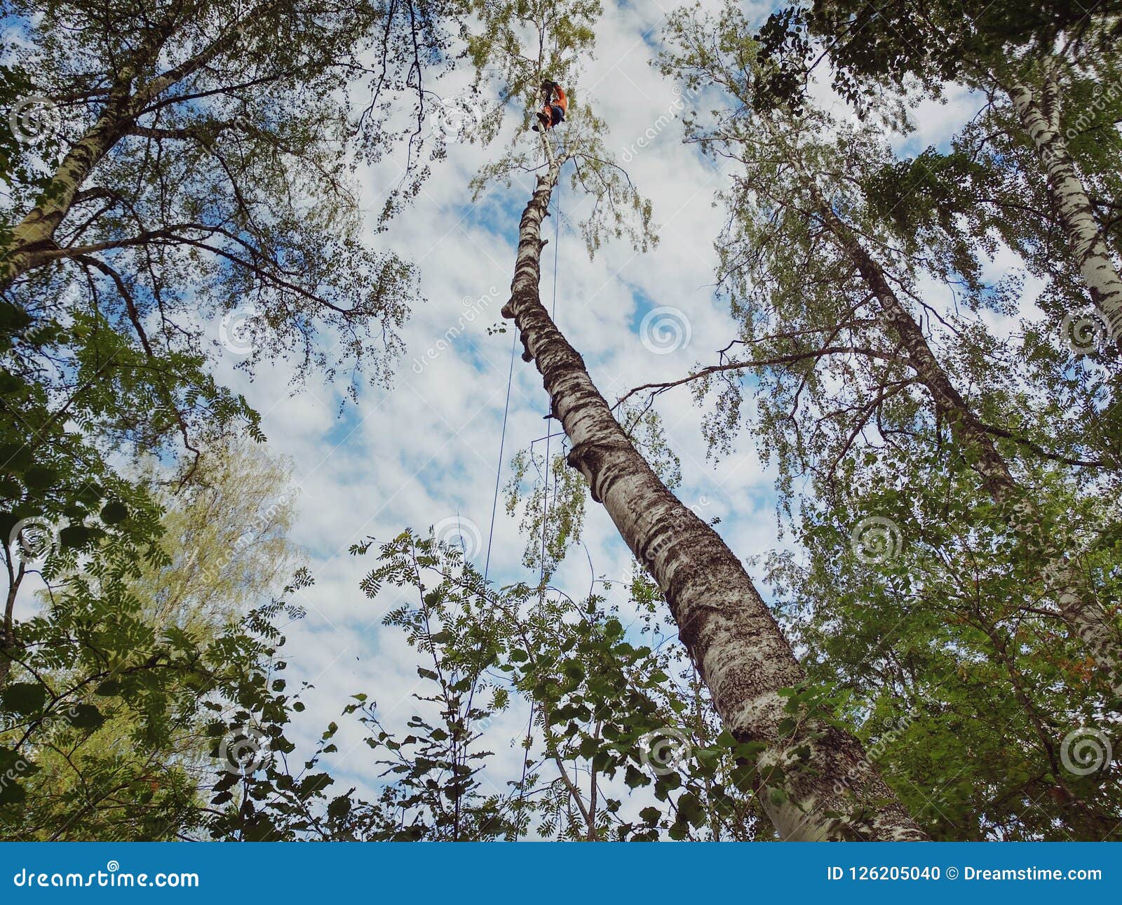Arborist work stock photo. Image of trimming, working - 126205040