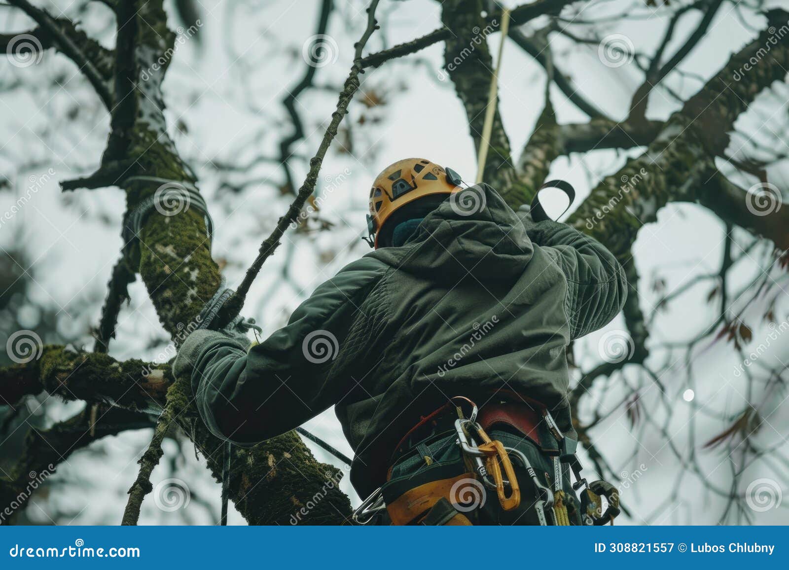 Arborist Working at Height in Tree Stock Illustration - Illustration of ...