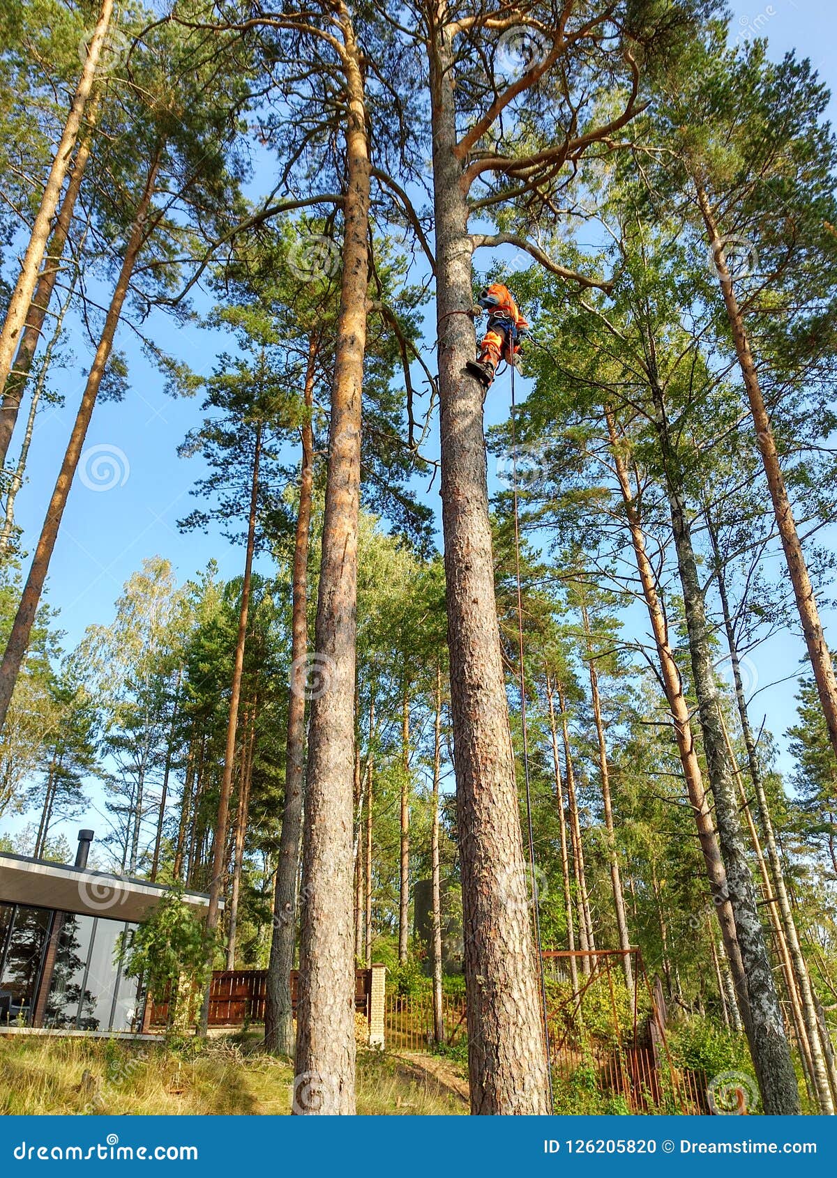 Arborist work stock photo. Image of work, trimming, working - 126205820