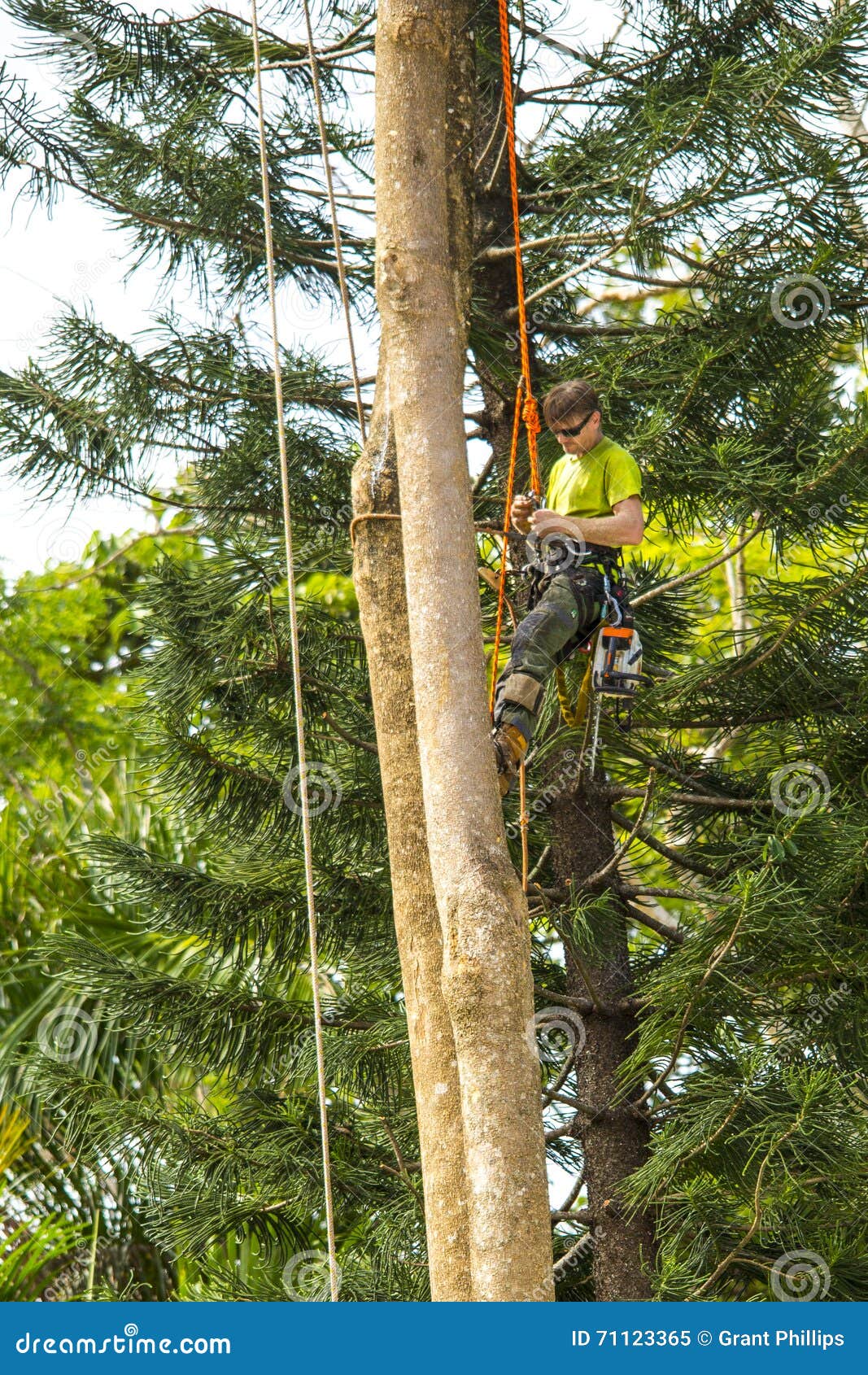 Arborista En El Trabajo, Primer Imagen editorial - Imagen de detalle ...