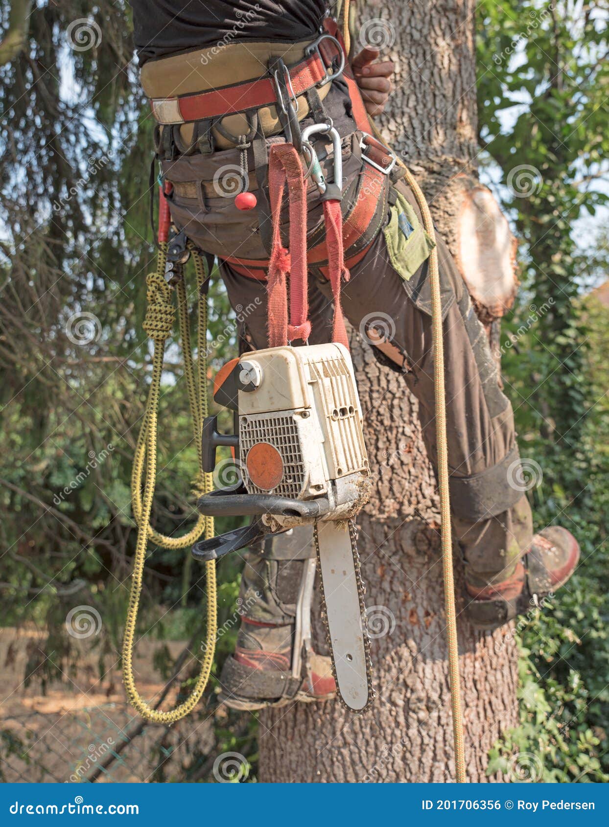 Arborists Harness and Tools Stock Photo - Image of arborist ...