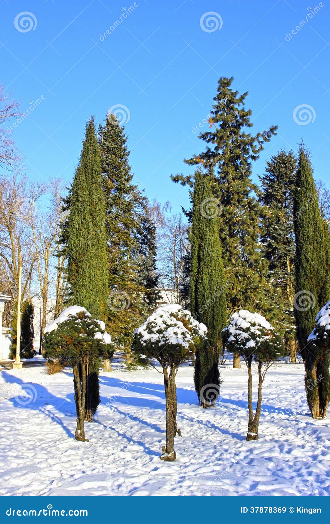 Arborvitae and Cypress Trees in Winter Stock Image - Image of trimmed ...