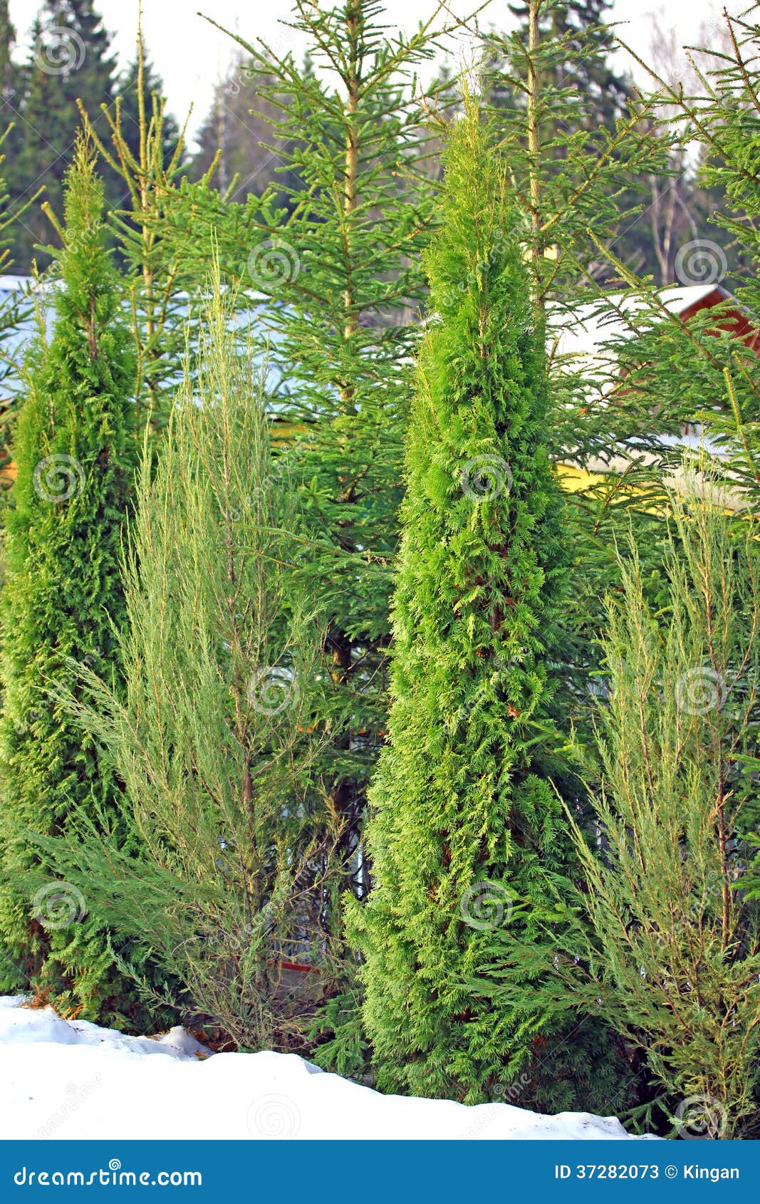 Arborvitae and Cypress Trees in Winter Stock Image - Image of cypress ...