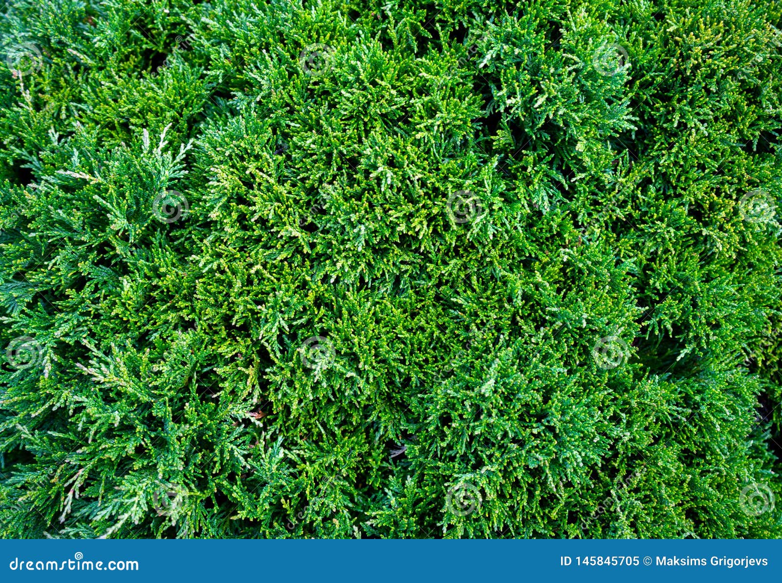 Arborvitae Thuja Occidentalis is an Evergreen Coniferous Tree Stock ...