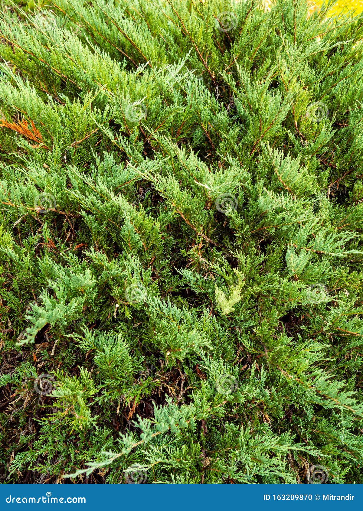 Arborvitae or Thuja Shrub - Spruce Evergreen Shrub Stock Photo - Image ...