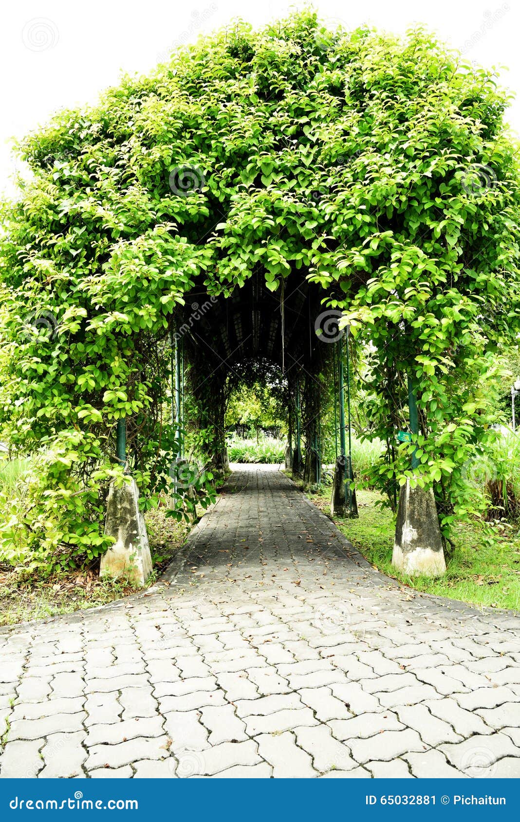 Arbour stock image. Image of curve, plants, decoration - 65032881
