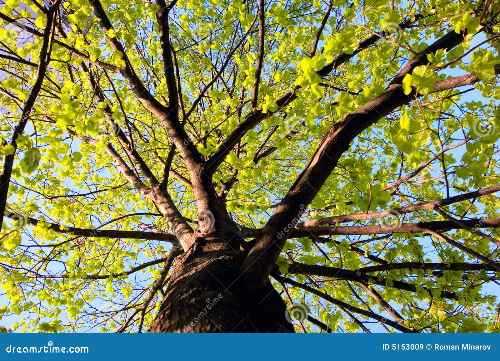 Arbre Picture. Image: 5153009