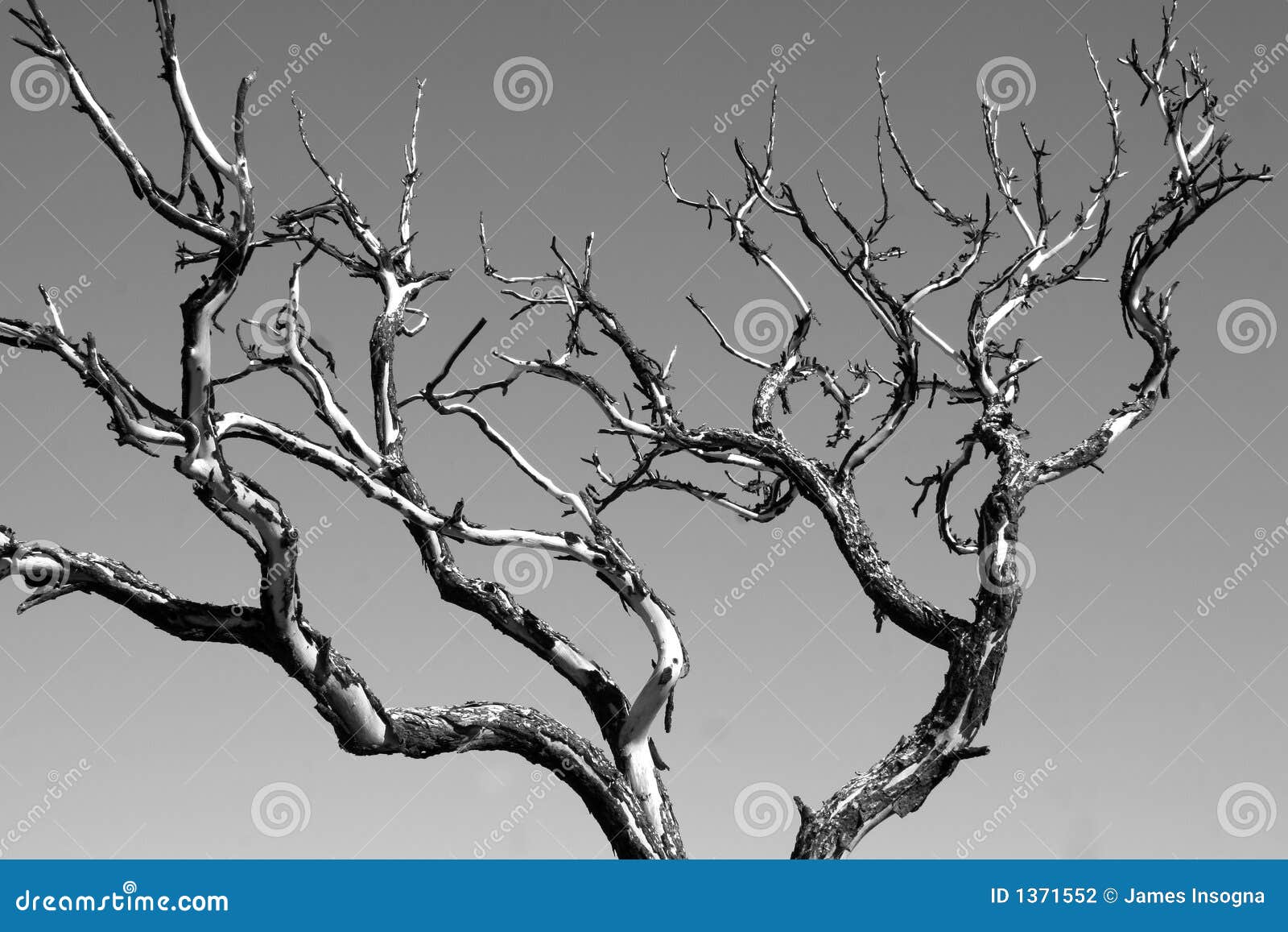 Arbre Abstrait Noir Et Blanc Photo stock - Image du bois, noir: 1371552