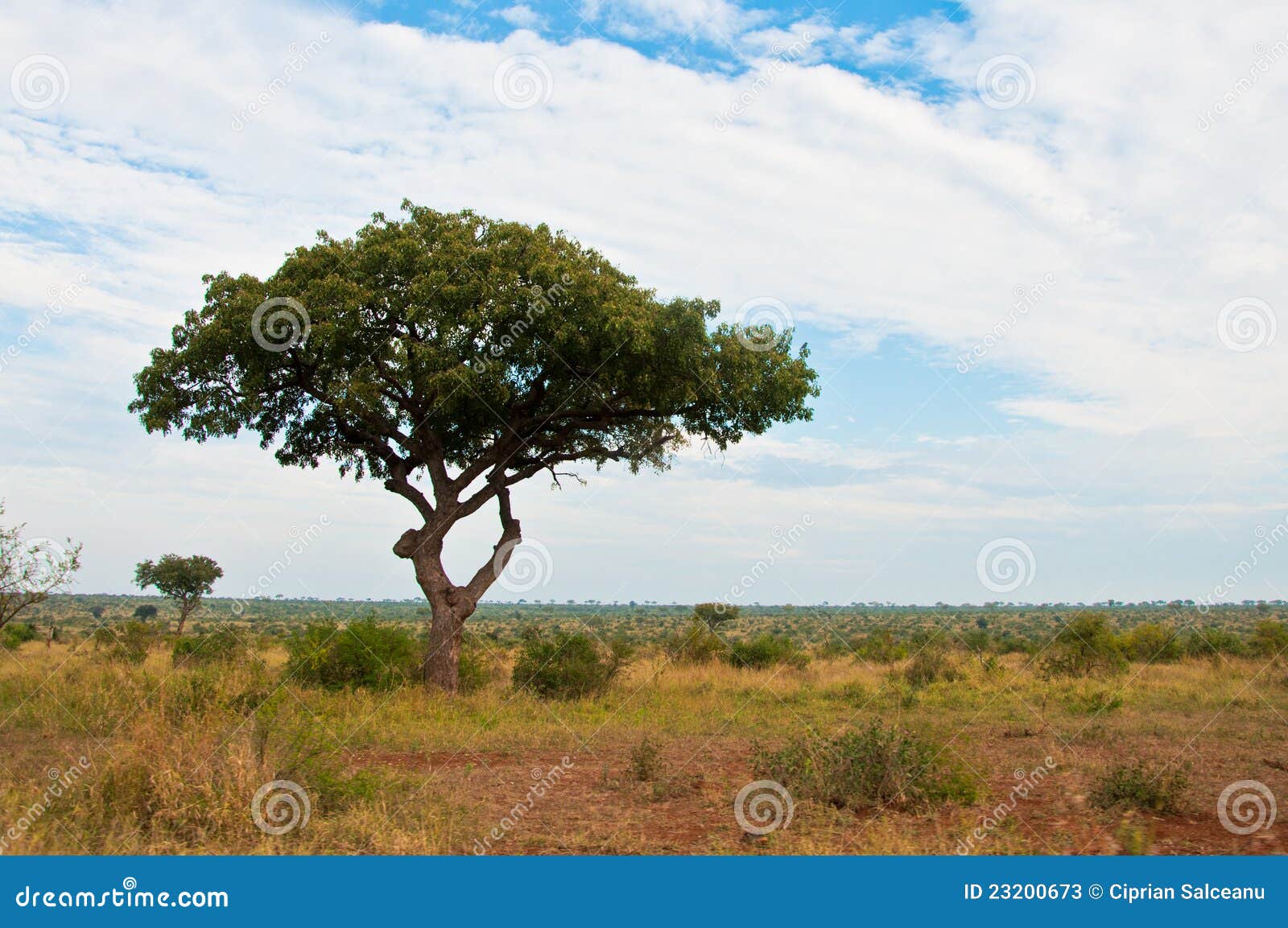Arbre Africain De Wth D'horizontal De La Savane Photos stock - Image ...
