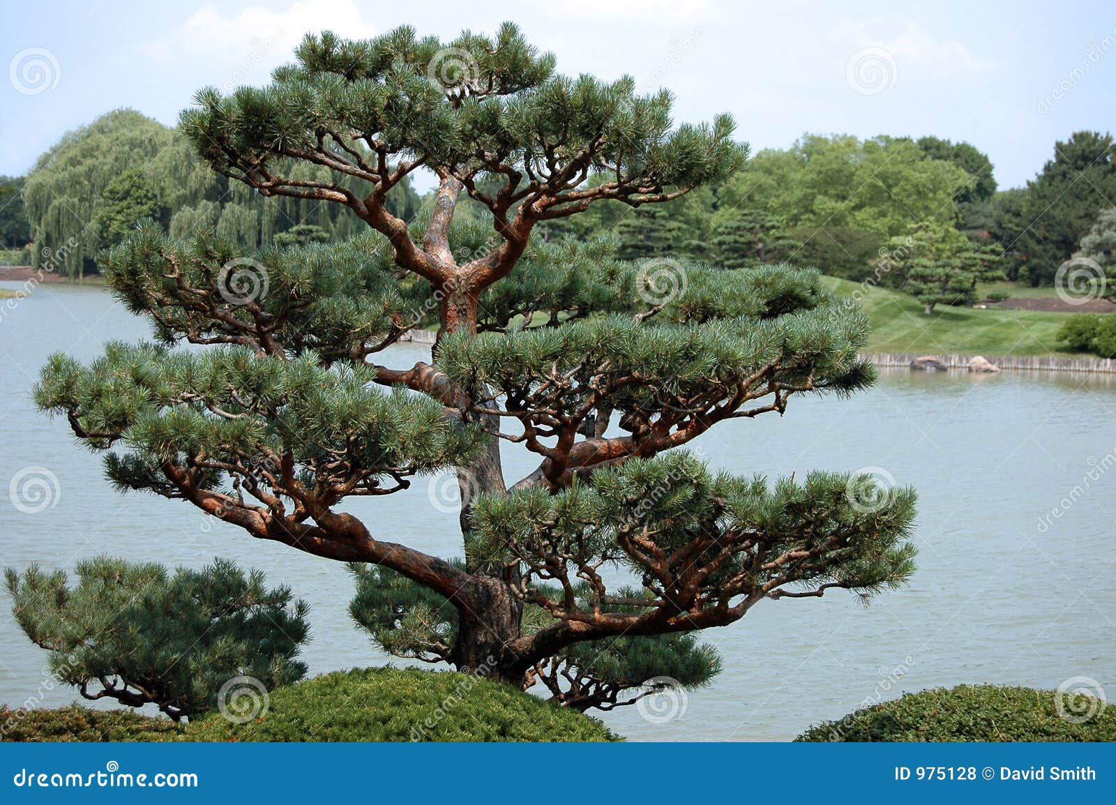 Arbre asiatique photo stock. Image du horizontaux, orient - 975128