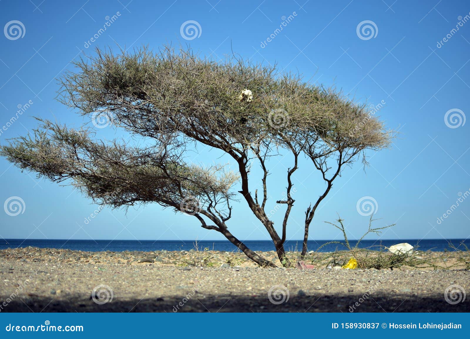 Arbre au bord de la mer image stock. Image du beau, boisson - 158930837
